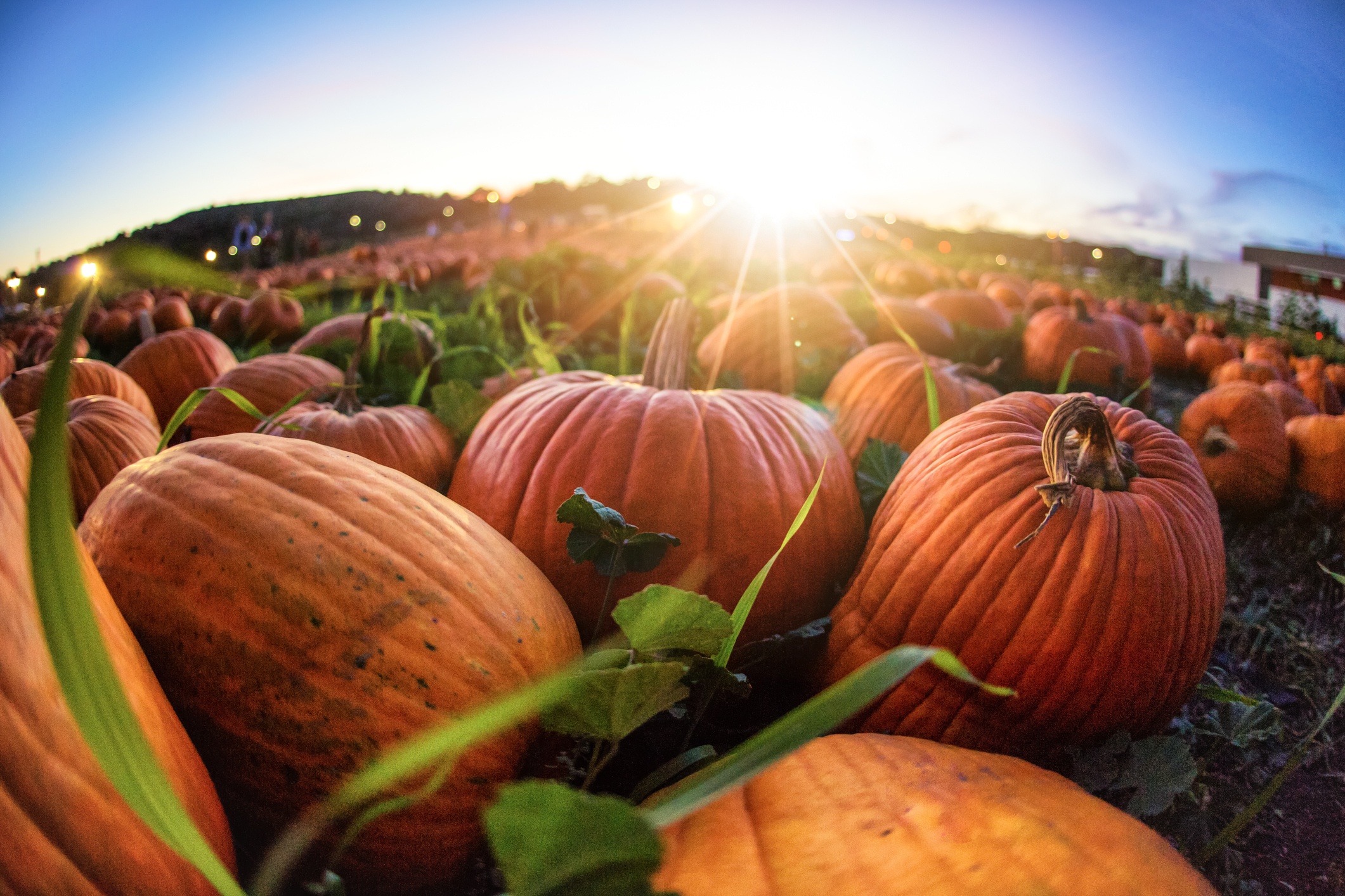 5 Ideas to make your Fall Festival A-maze-ing